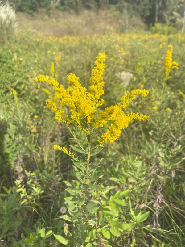 Florida’s Native Goldenrods: Benefits and Allergy Myths - Goldenrod Meadows