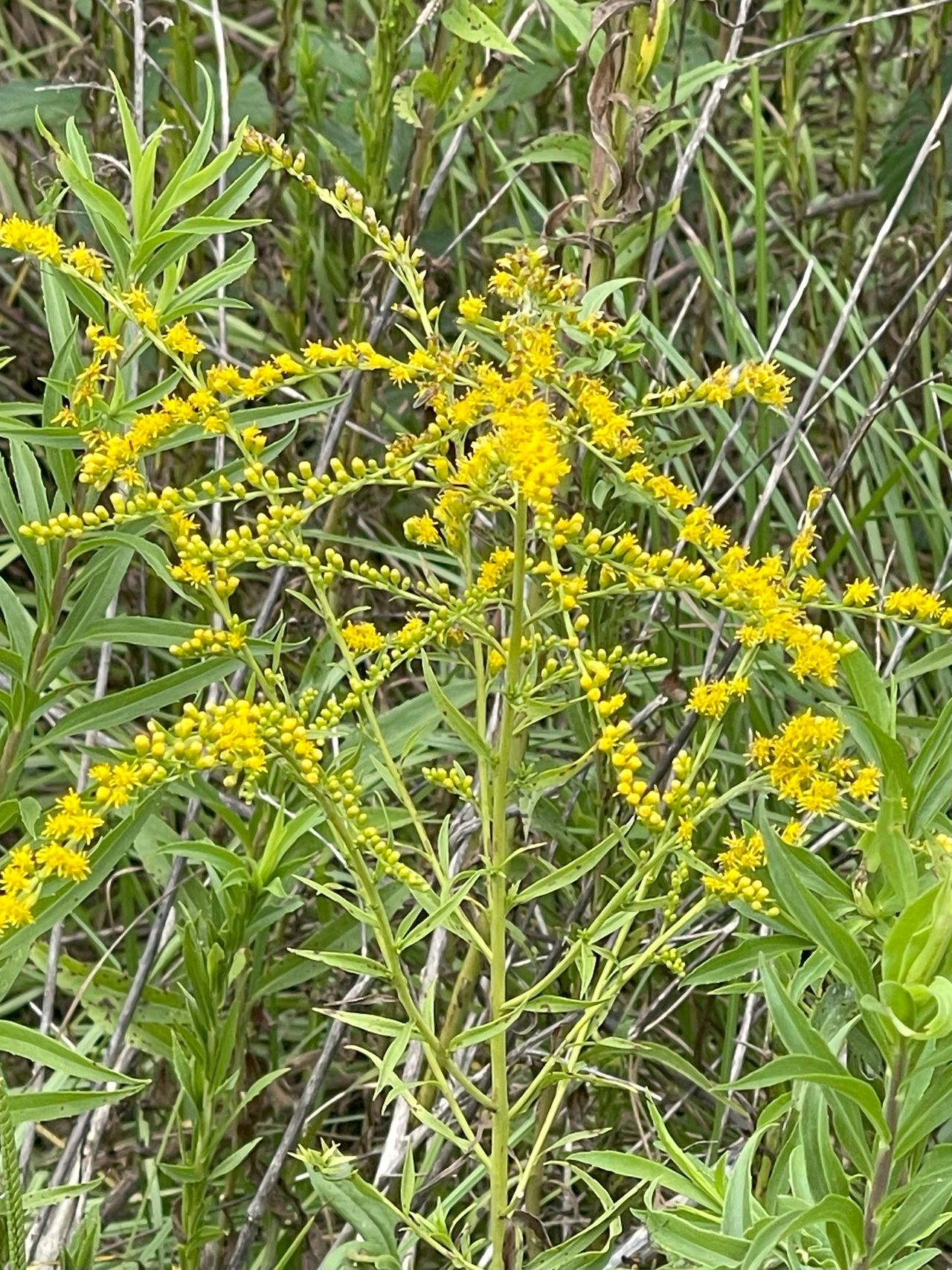 Florida’s Native Goldenrods: Benefits and Allergy Myths - Goldenrod Meadows