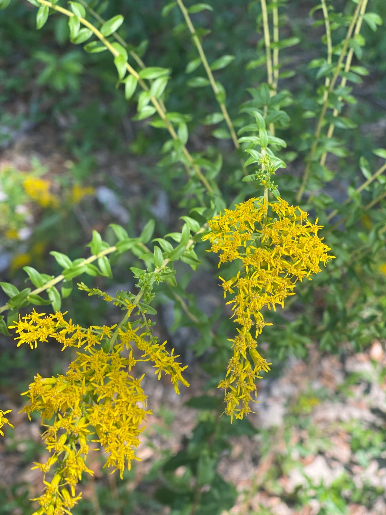Florida’s Native Goldenrods: Benefits and Allergy Myths - Goldenrod Meadows